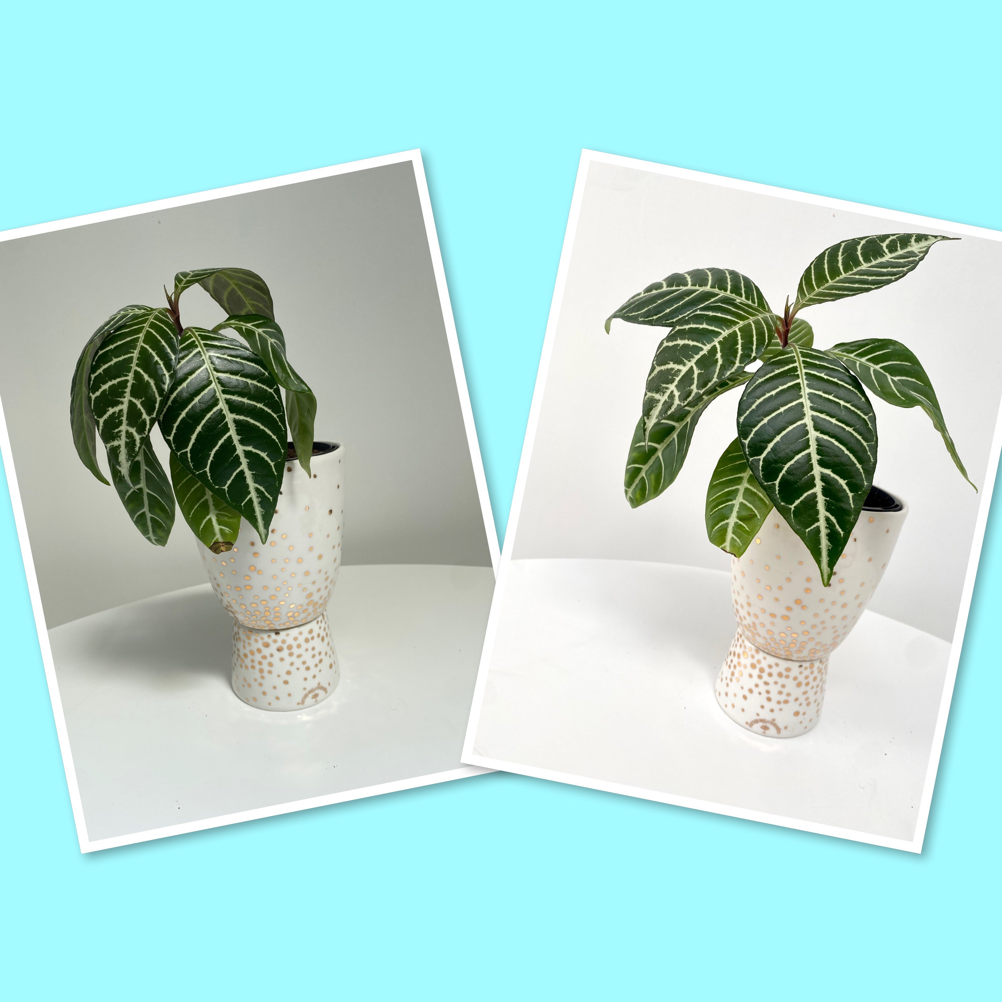 PLANT HEALTH CHECK – In Bloom horticulture