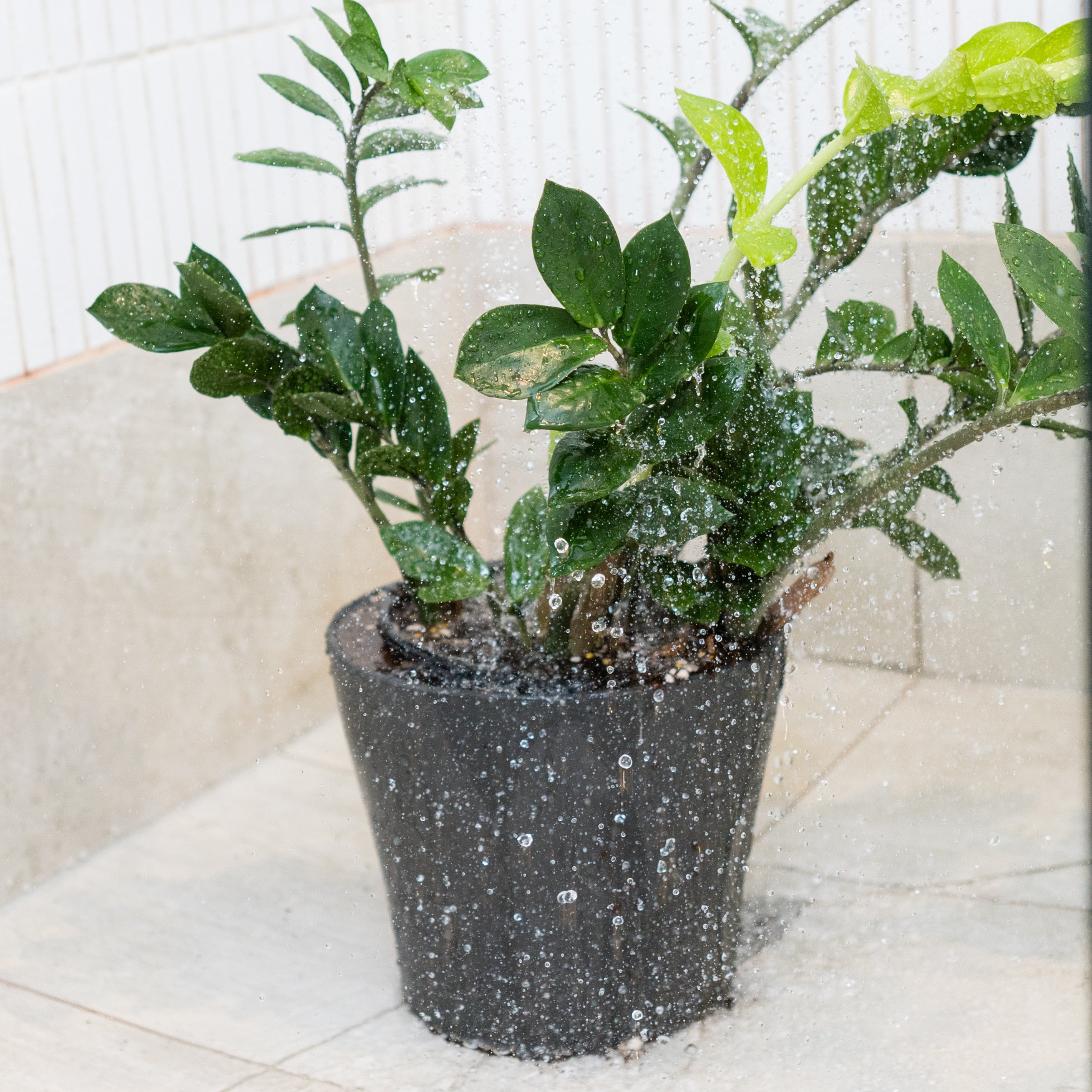 How to clean the dust off your indoor plants – In Bloom horticulture
