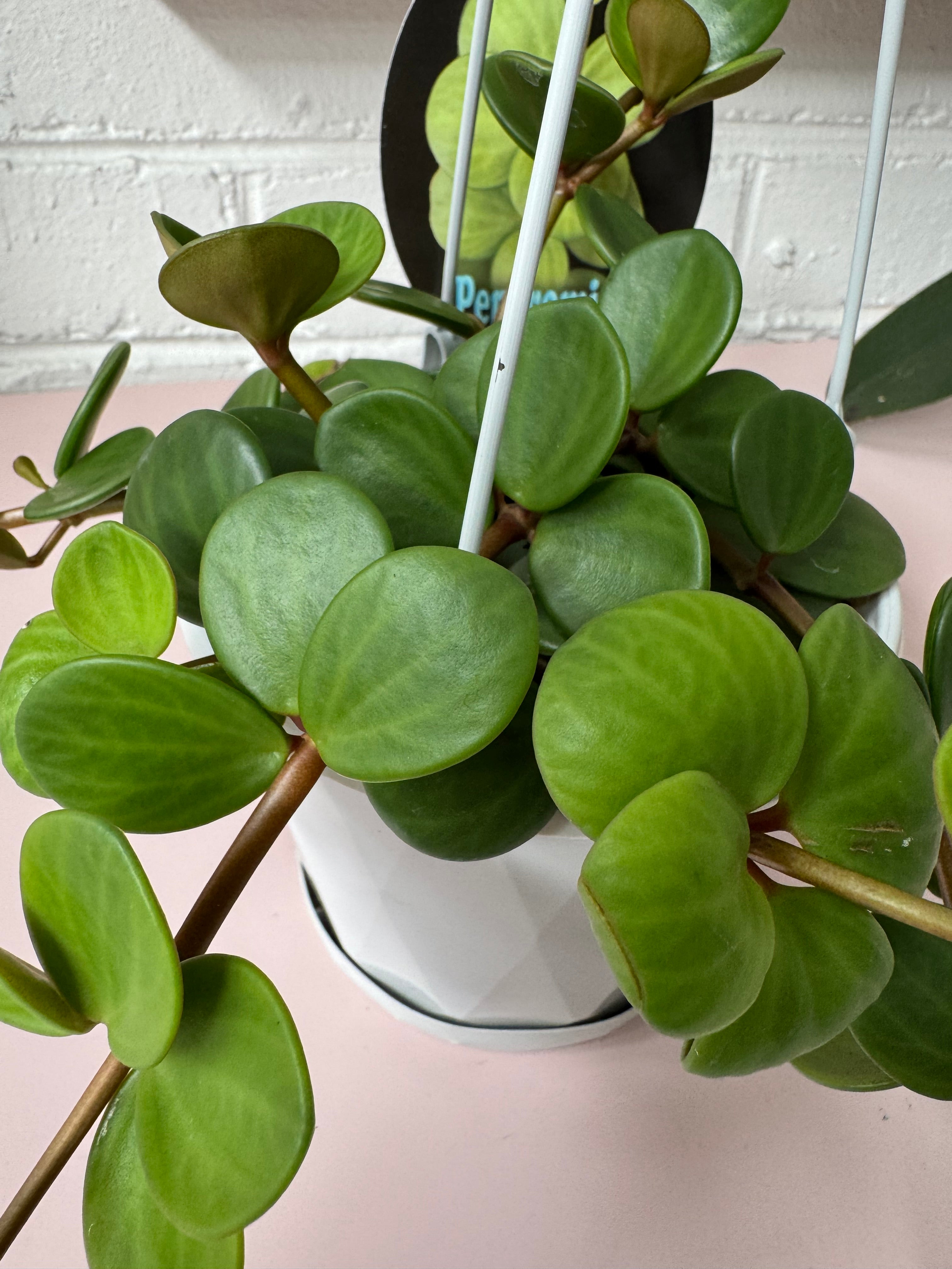 Peperomia deppeana x Peperomia quadrifolia 'Hope' – In Bloom horticulture