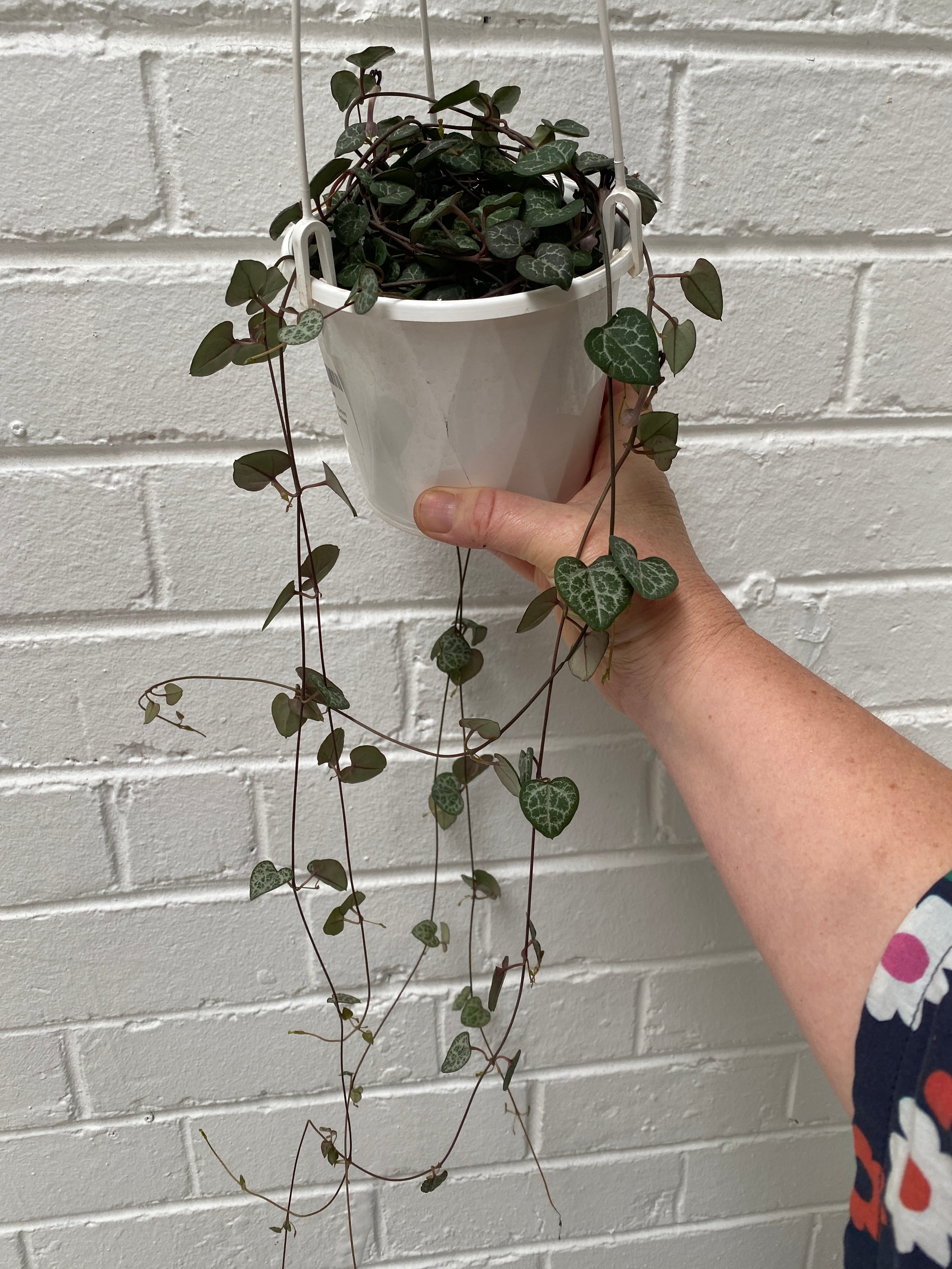 Ceropegia woodii | Chain of Hearts – In Bloom horticulture