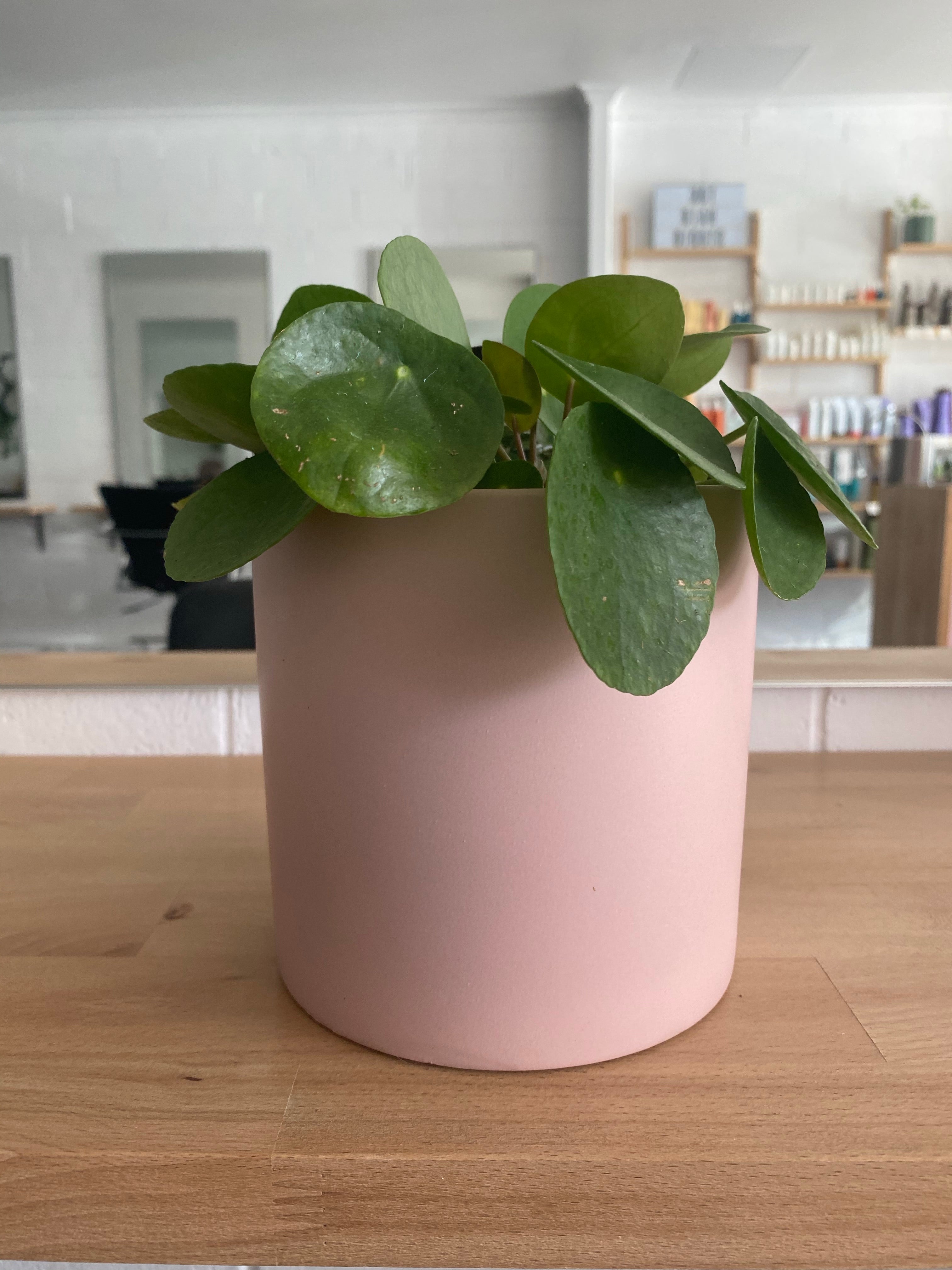 Pilea peperomiodes – In Bloom horticulture