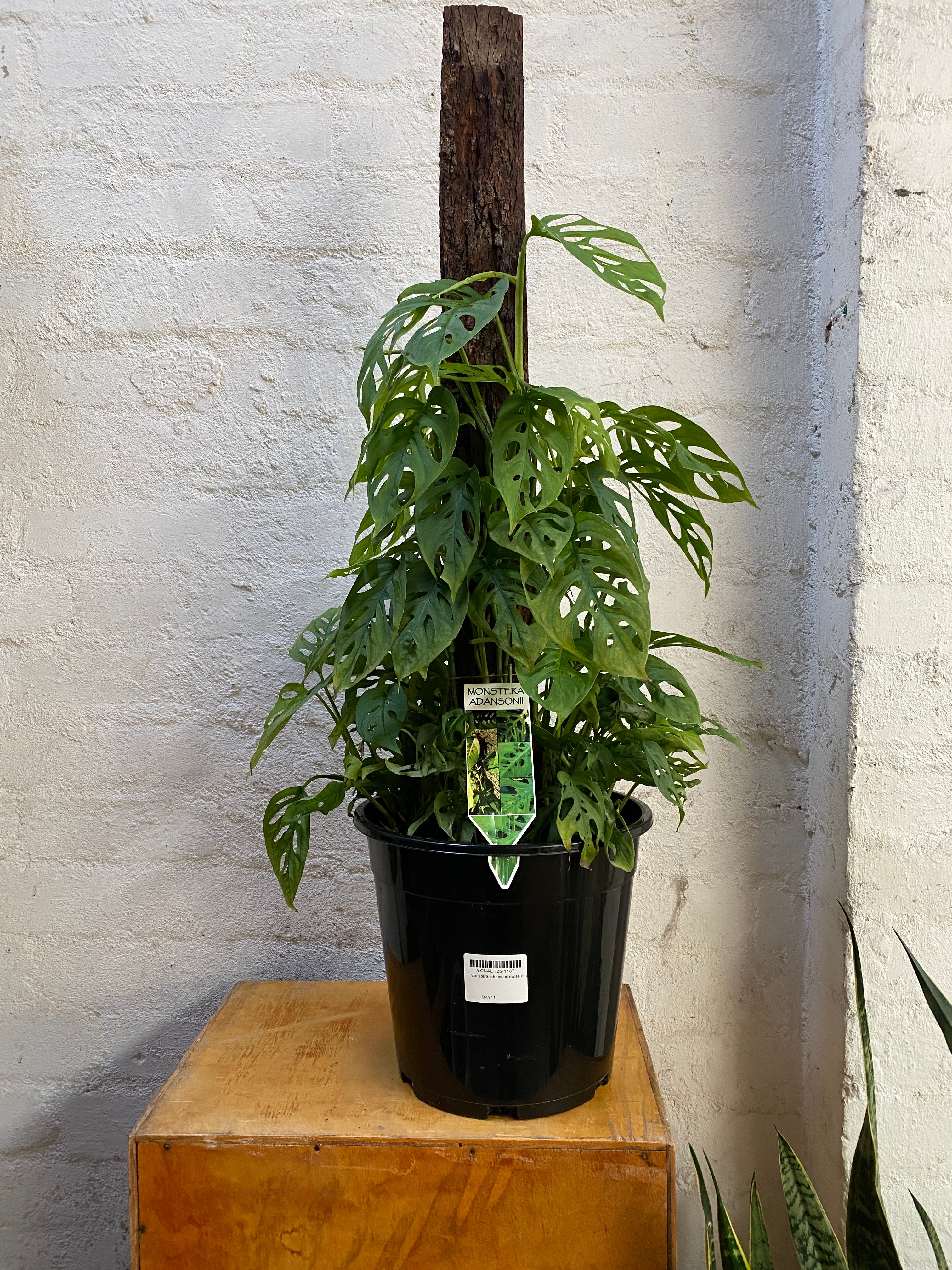 Monstera adonsonii | totem – In Bloom horticulture